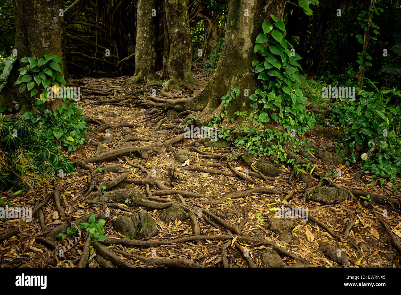 Path and tree roots at Rainbow Falls. Hawaii, The Big Island Stock ...