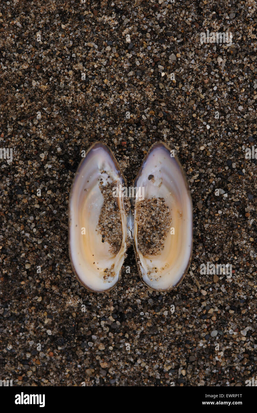 Shell of the dead mussel close up Stock Photo - Alamy