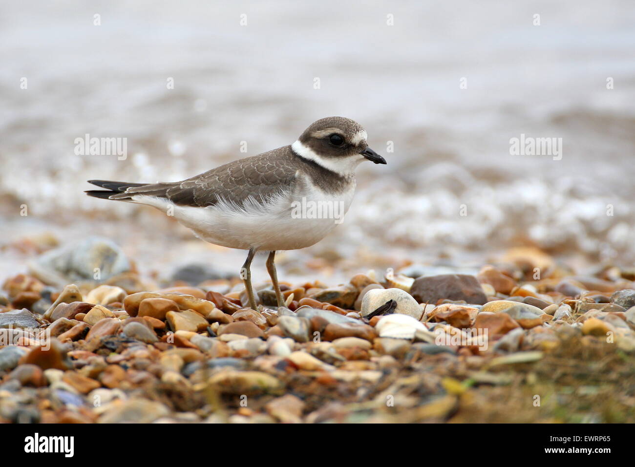 Norfolk plover hi-res stock photography and images - Alamy