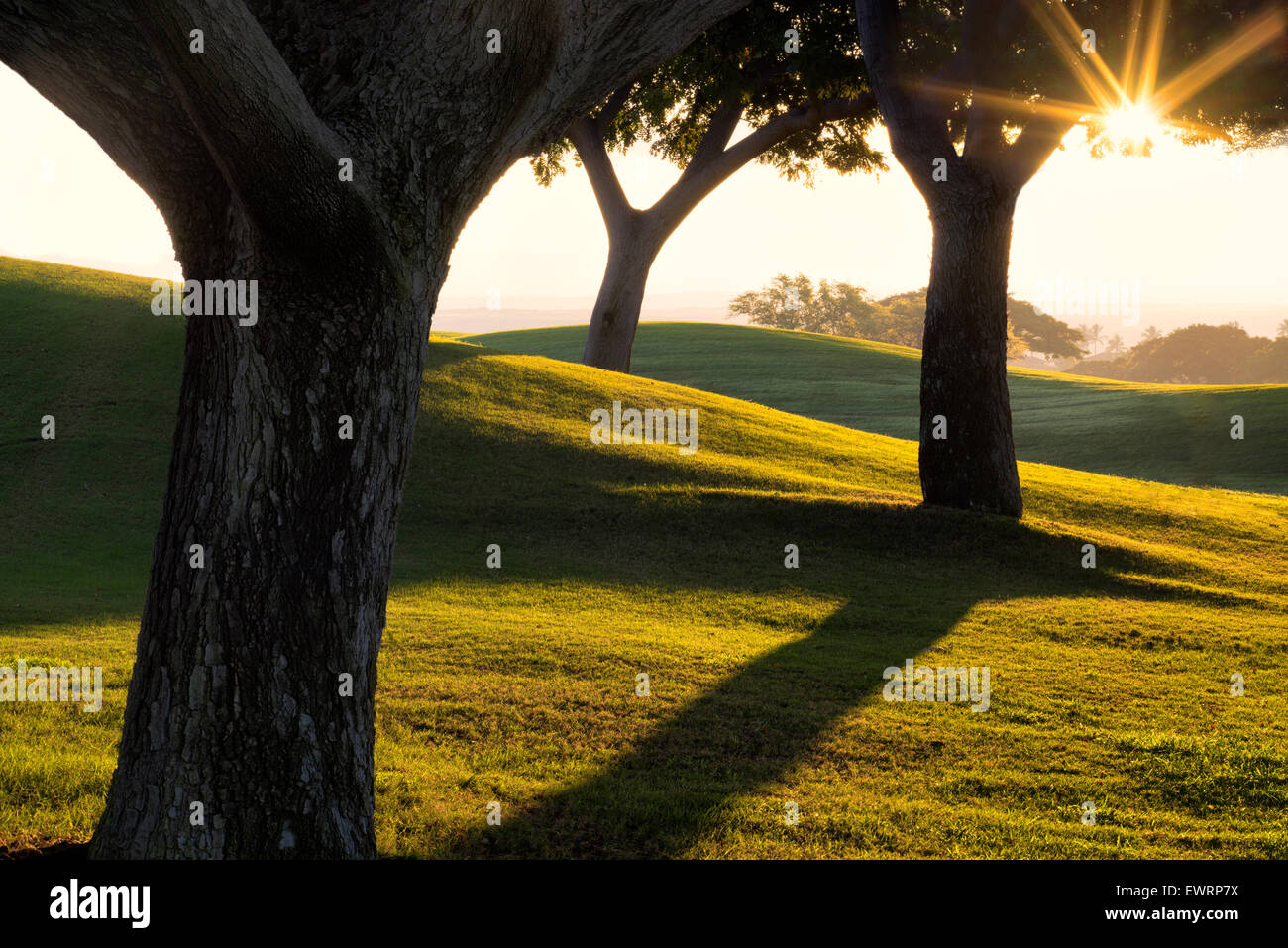 Sunrise through tree hi-res stock photography and images - Alamy