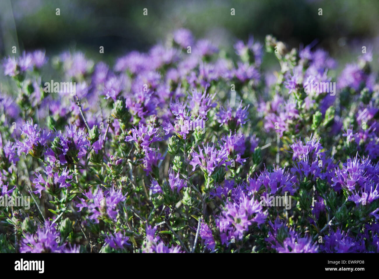 Thyme thymus sp hi-res stock photography and images - Alamy
