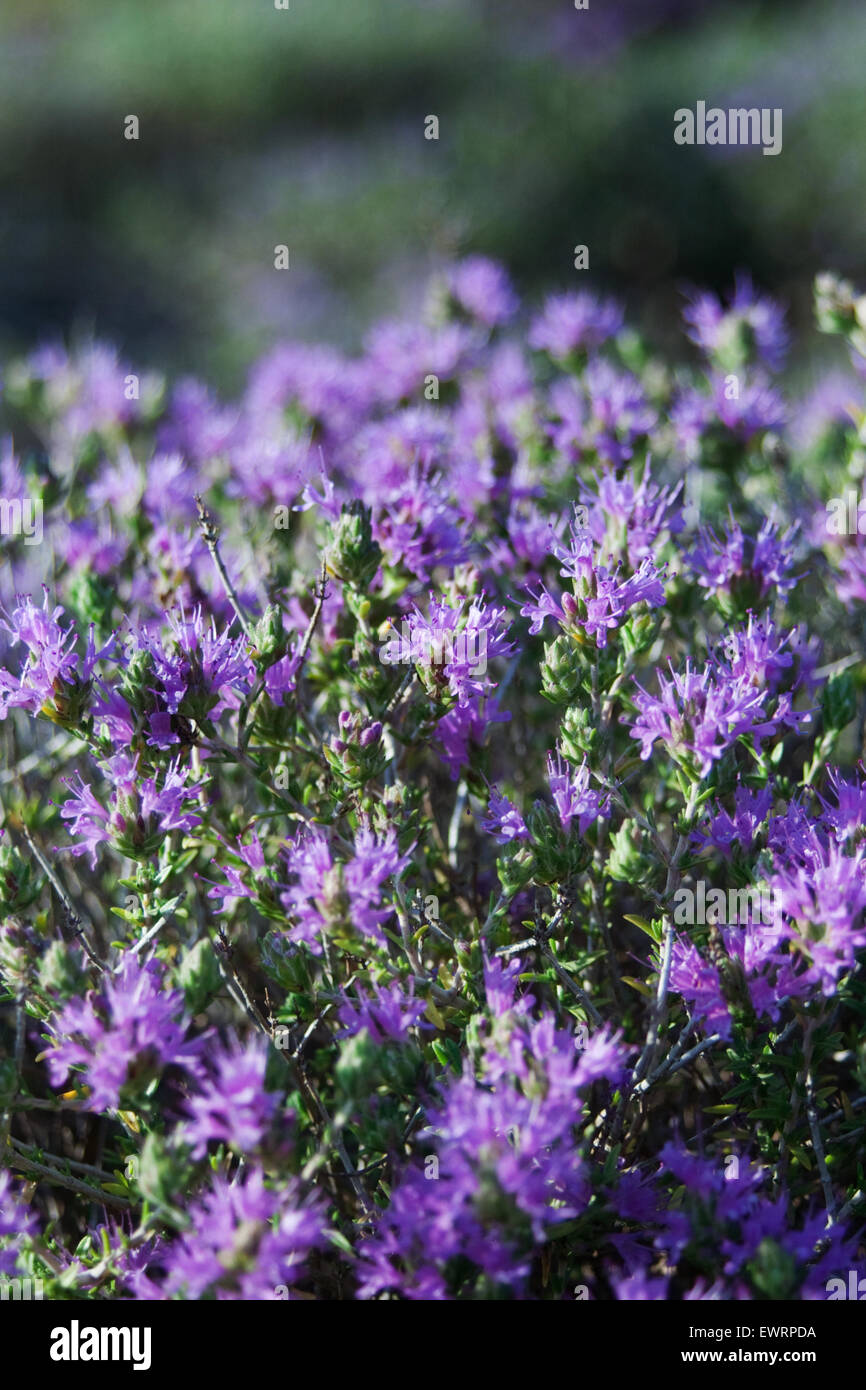 Thyme thymus sp hi-res stock photography and images - Alamy