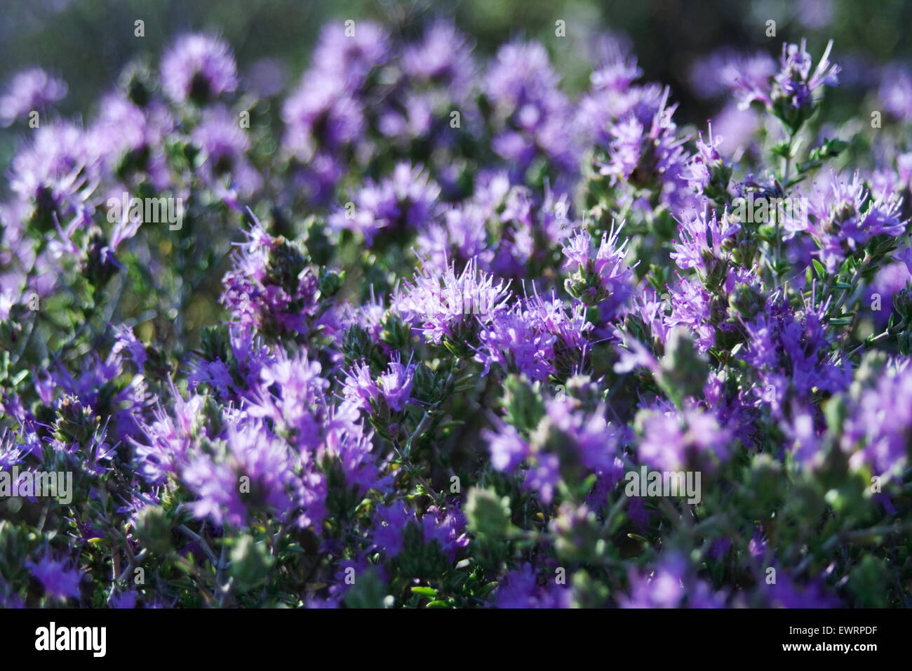 Thyme thymus sp hi-res stock photography and images - Alamy