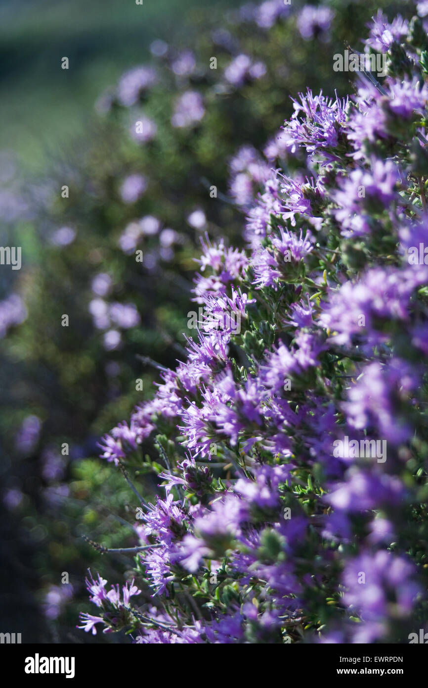 Thymus sp hi-res stock photography and images - Alamy