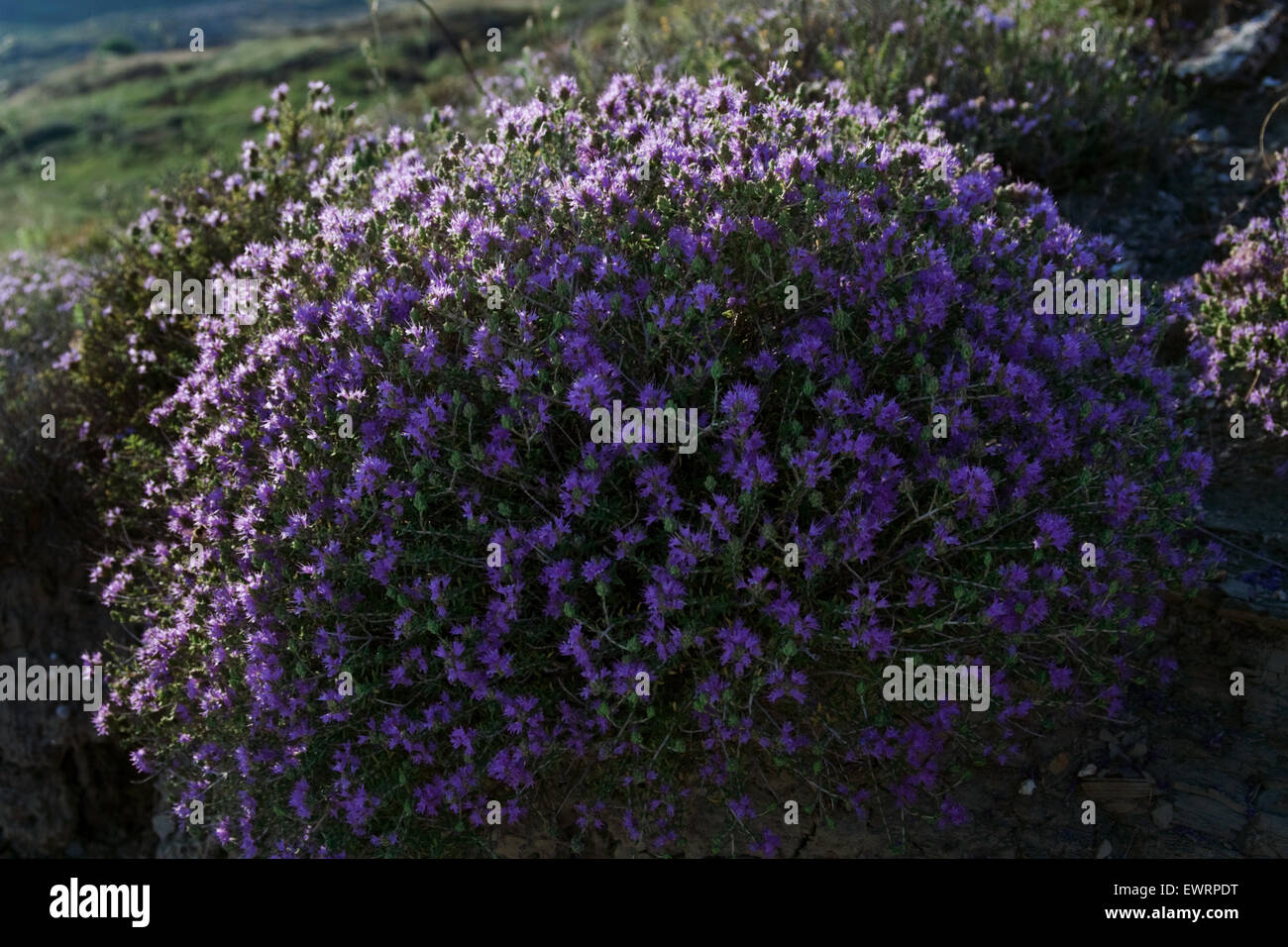 Thymus capitatus hi-res stock photography and images - Alamy