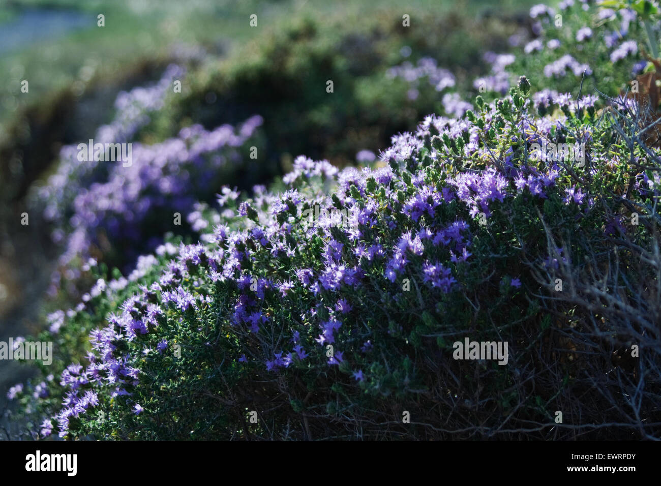 Thymus sp hi-res stock photography and images - Alamy