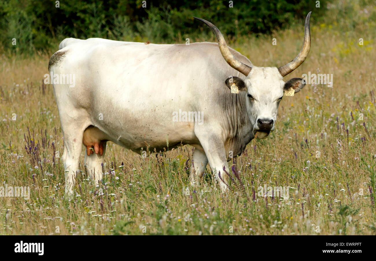 The grey cow in Tihany Stock Photo - Alamy