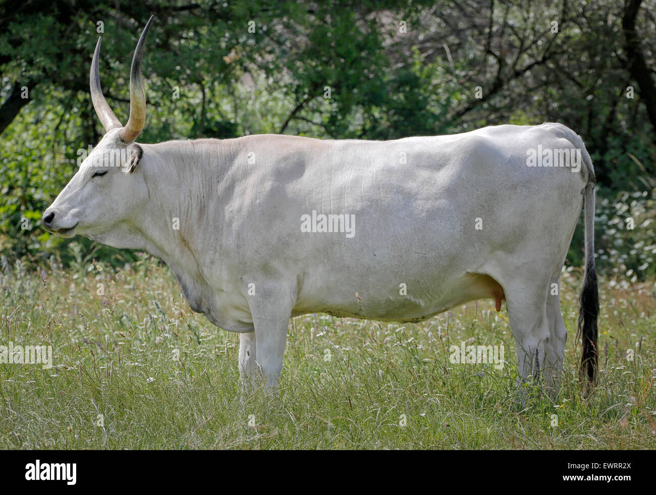 Grey cow hi-res stock photography and images - Alamy