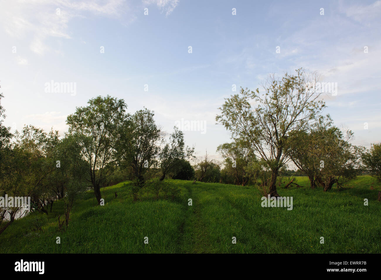 Landscape view of green field with old trees Stock Photo - Alamy