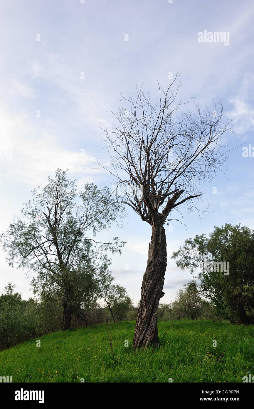Lonely old tree on the field Stock Photo - Alamy