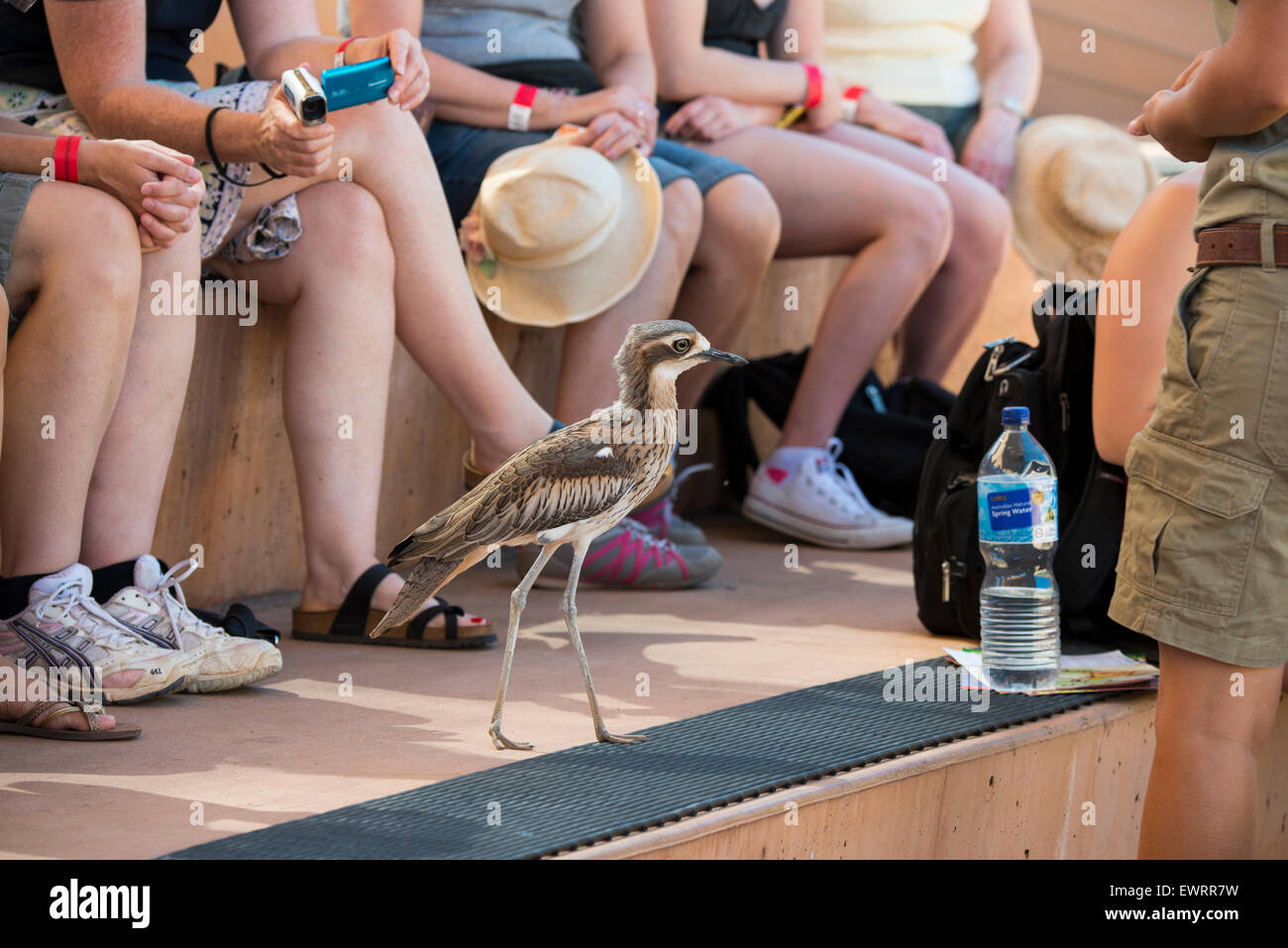 Australia, NT, Alice Springs. Alice Springs Desert Park. Park Ranger ...