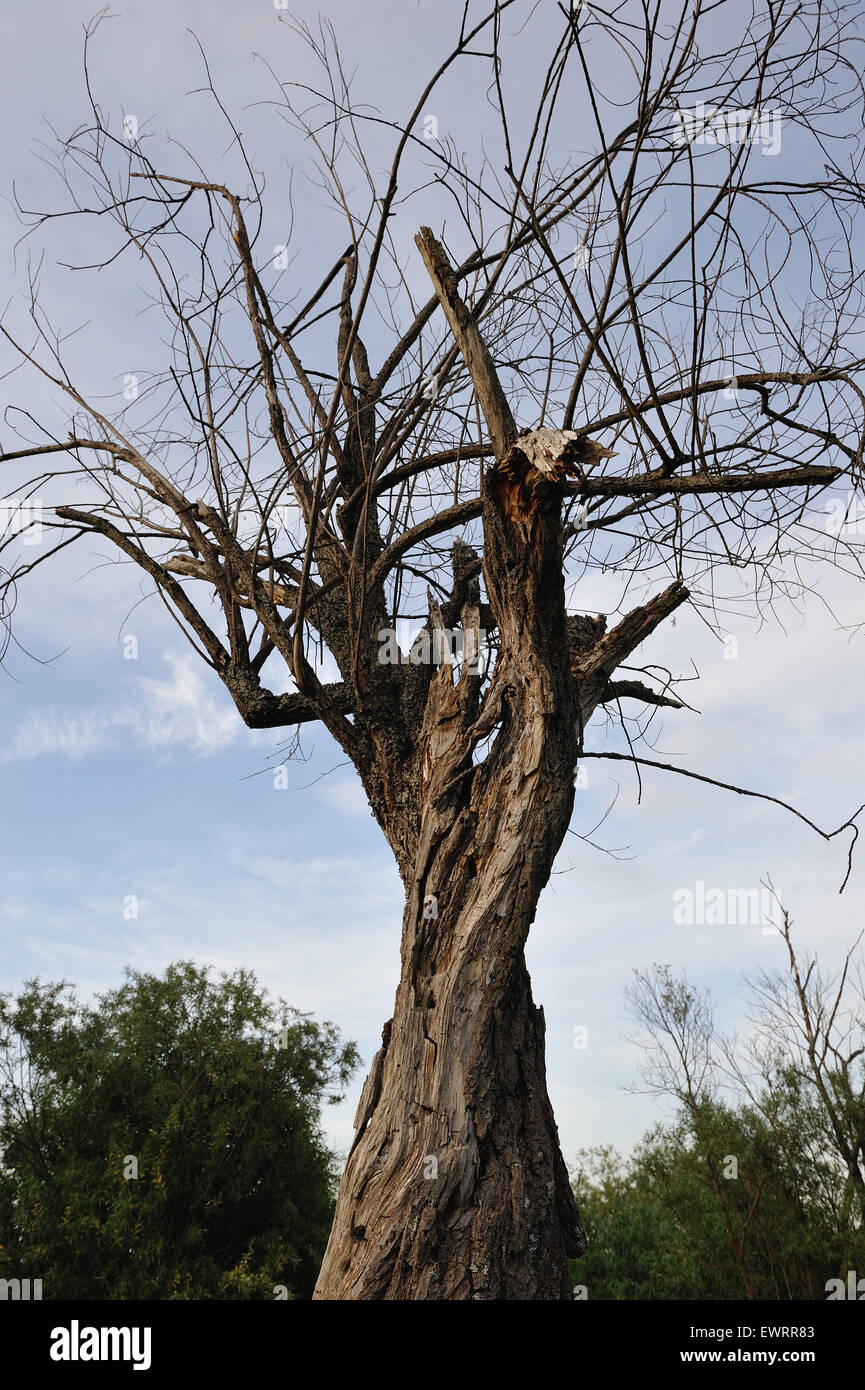 Lonely old tree on the field Stock Photo - Alamy