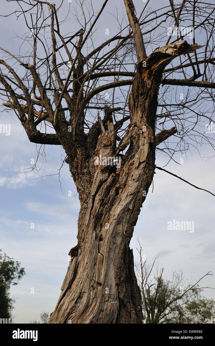 Lonely old tree on the field Stock Photo - Alamy