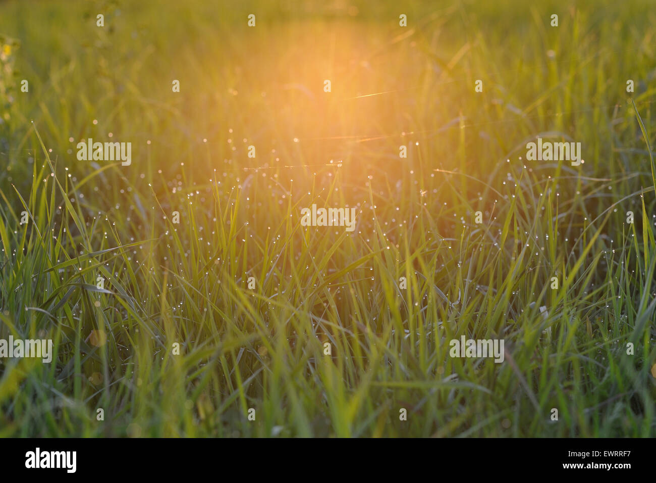 Dew drops on fresh green grass on the evenings field Stock Photo - Alamy