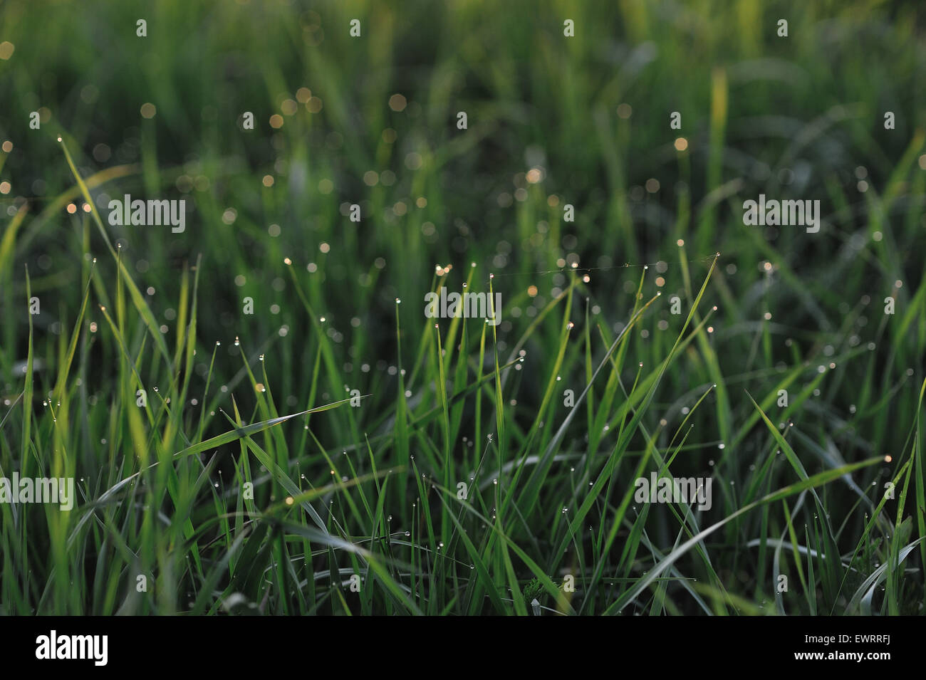 Dew drops on fresh green grass on the evenings field Stock Photo - Alamy
