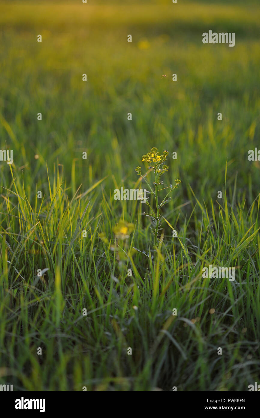 Wart wort hi-res stock photography and images - Alamy