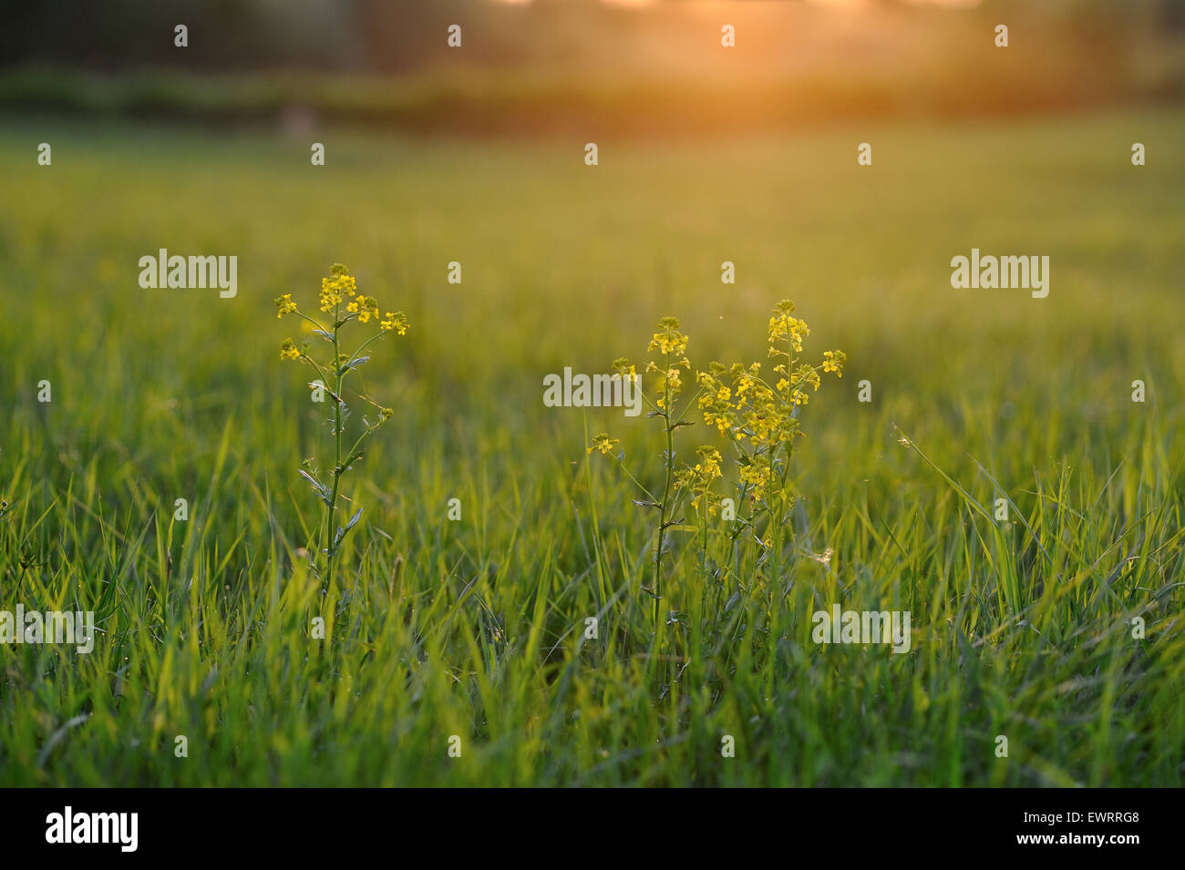 Fresh St.-John's wort on evenings grass Stock Photo - Alamy