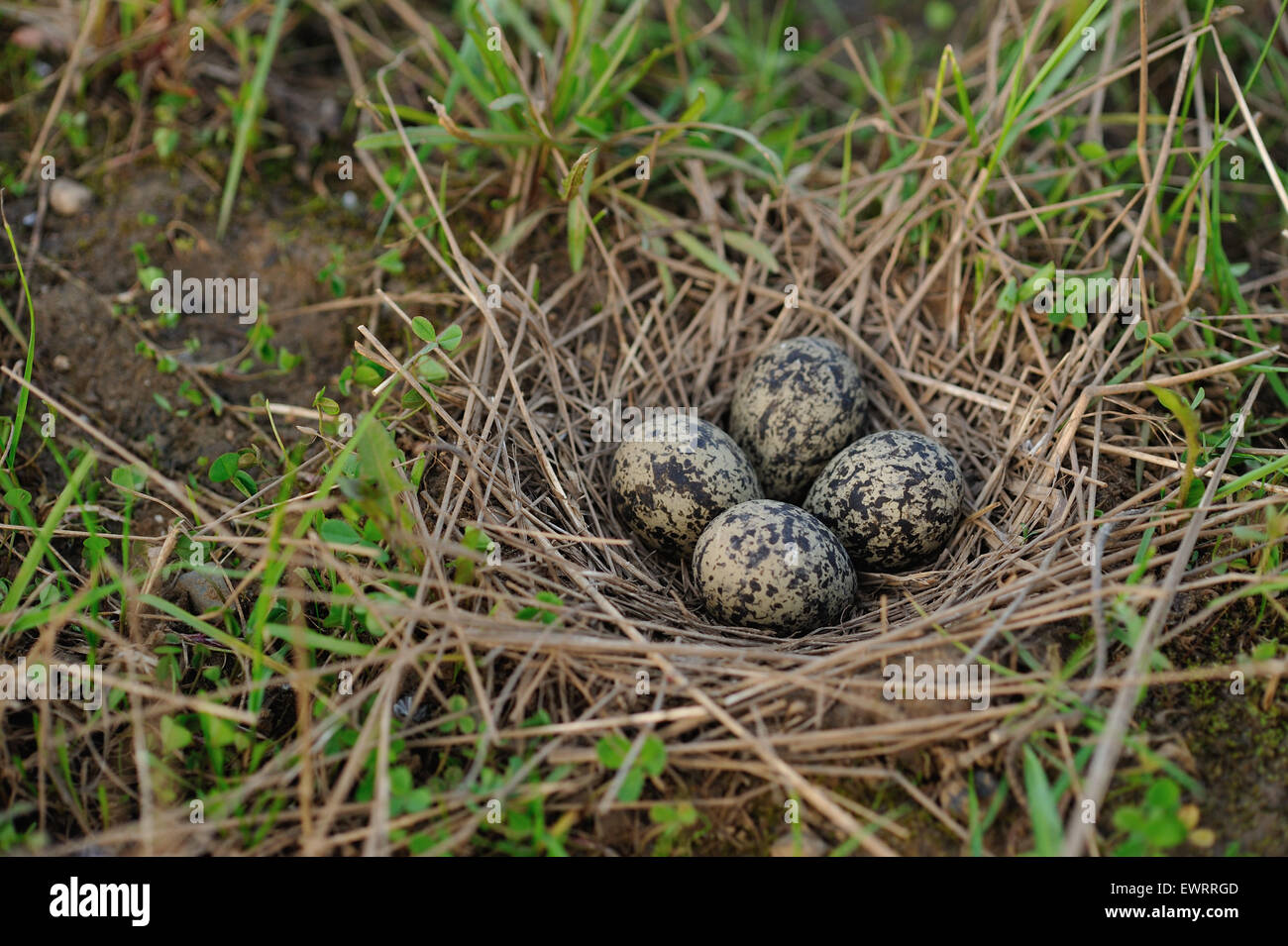 Pewits eggs in the nest close up Stock Photo - Alamy