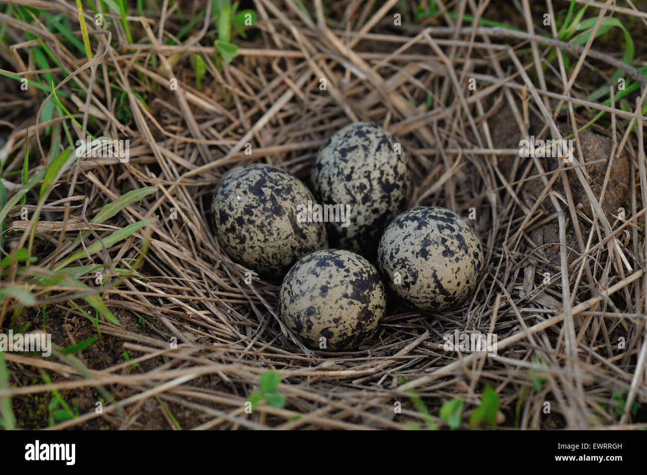 Pewits eggs in the nest close up Stock Photo - Alamy