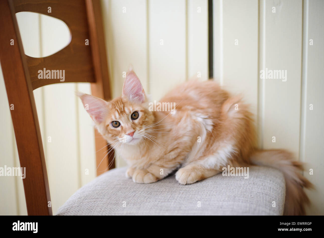 red marble maine coon kitten sitting on a chair Stock Photo - Alamy