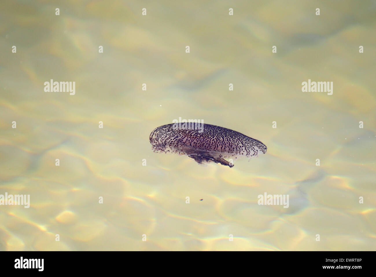 Jellyfish swimming in the Clyde River in Batemans Bay, Australia Stock ...