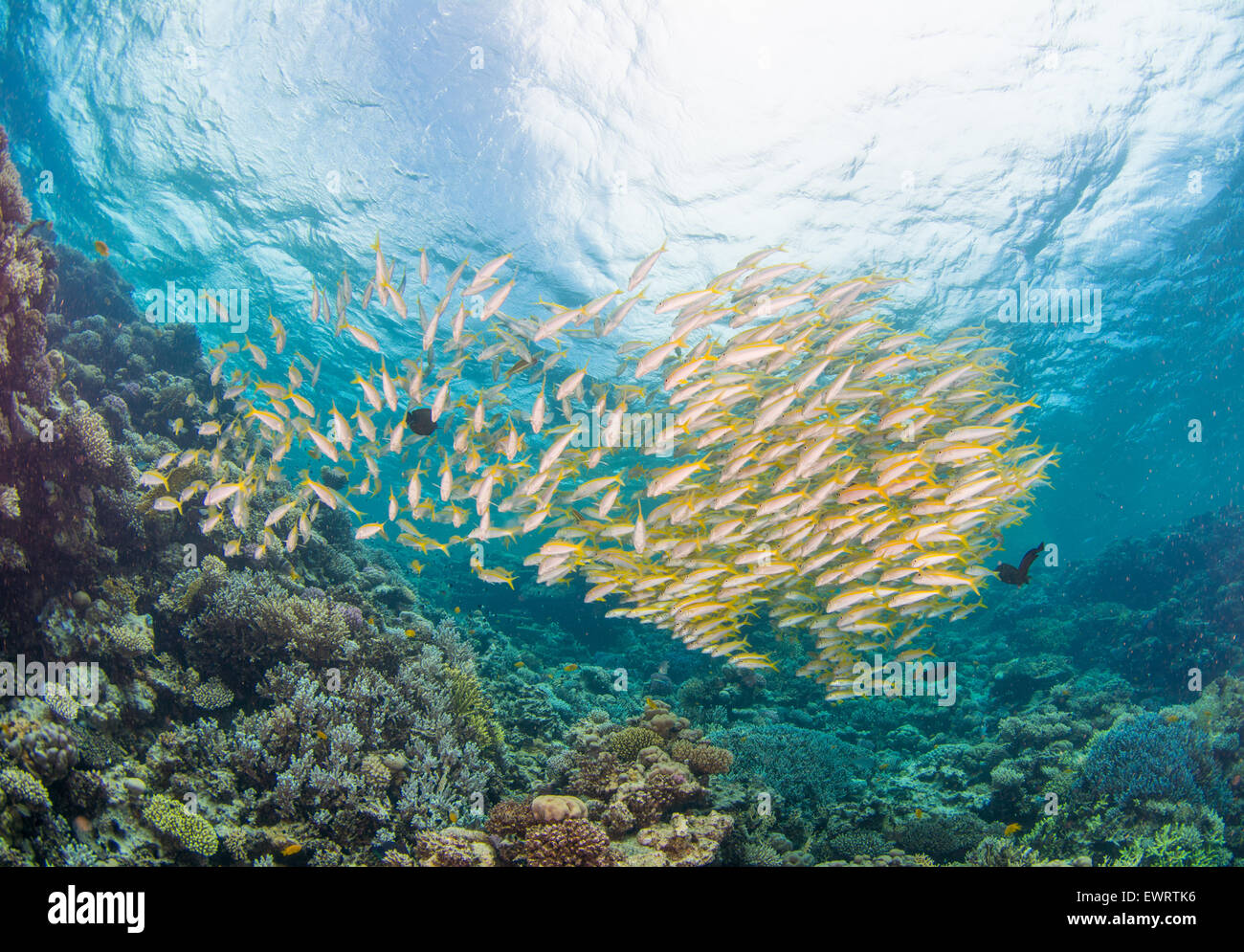 Large Shoal of fish against a large colourful coral reef beneath the ...