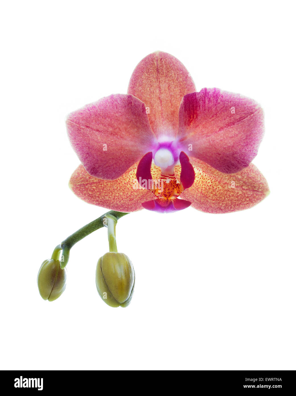 Red flower closeup shot hi-res stock photography and images - Alamy