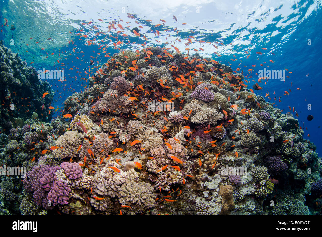 Pretty Coral Reef in Egypt Red Sea Stock Photo - Alamy