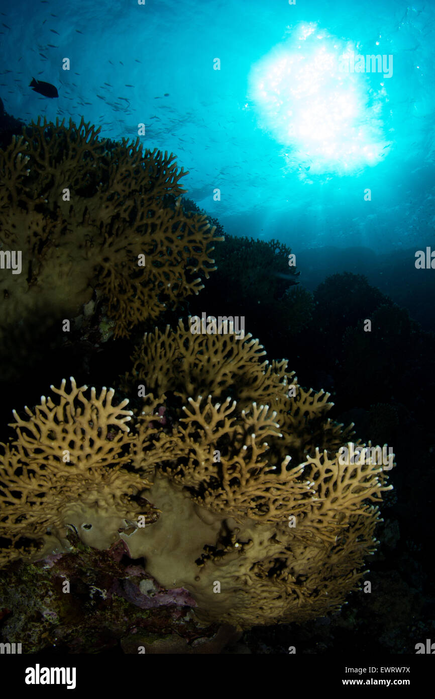 Front Lit Fire coral shot against the surface with a sun ball in the ...