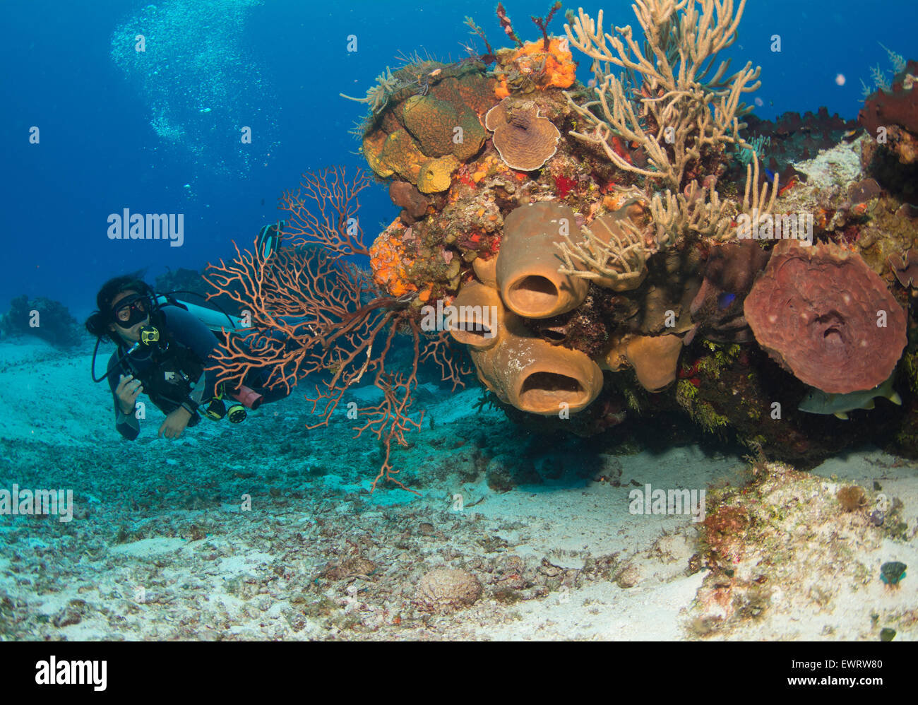 Coral Reef Model High Resolution Stock Photography and Images - Alamy
