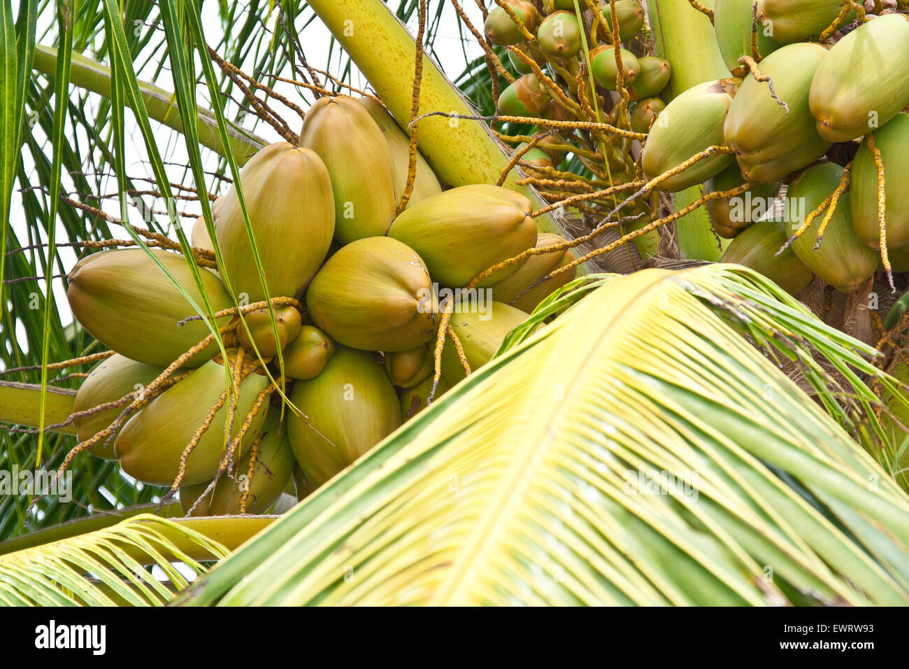 Tropical fruit growing on tree Stock Photo - Alamy