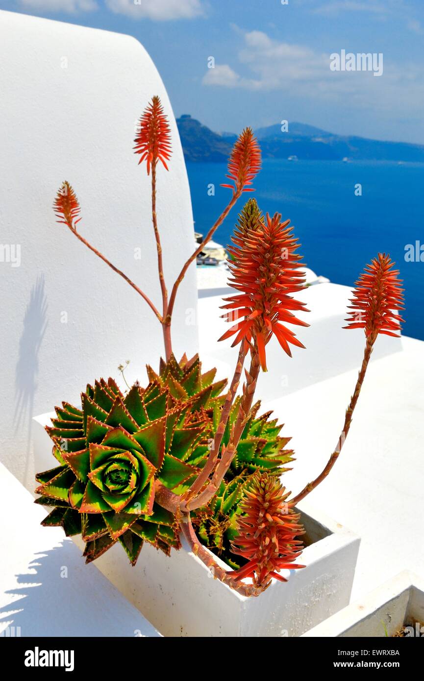 Aloe vera plants overlooking the caldera Oia,Santorini,Greece Stock ...