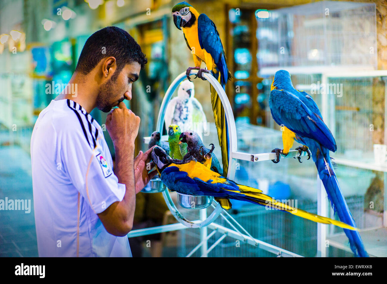 Parrots in market hi-res stock photography and images - Alamy