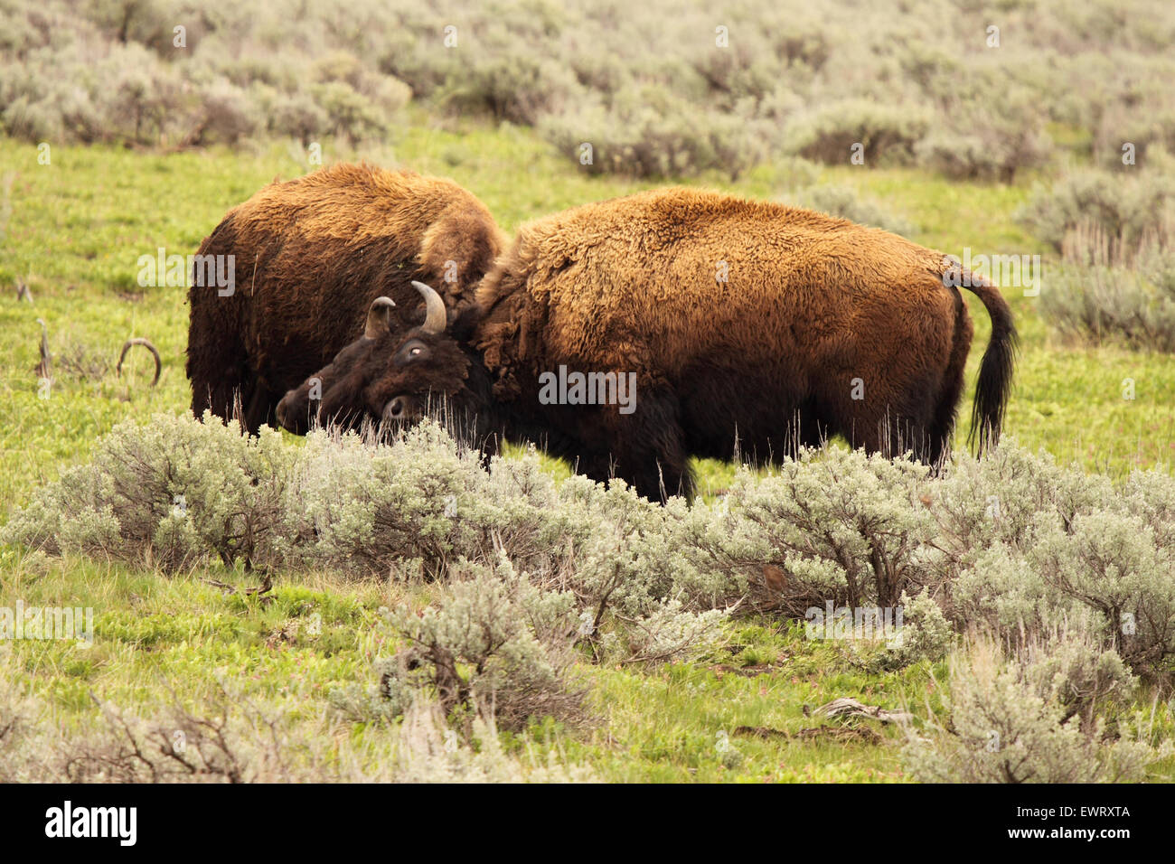 Butting heads hi-res stock photography and images - Alamy