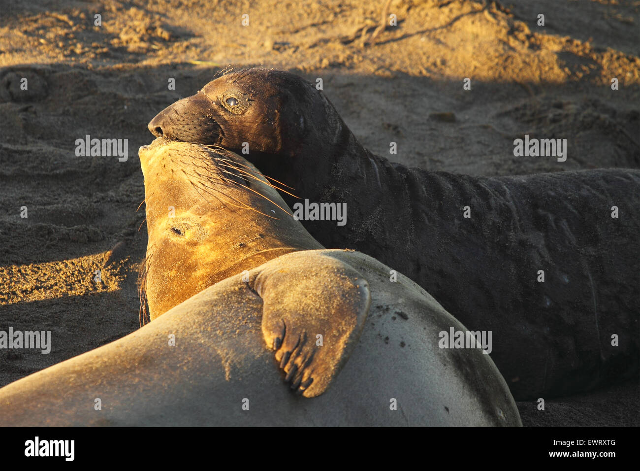 An Elephant Seal mother and baby nuzzling Stock Photo - Alamy