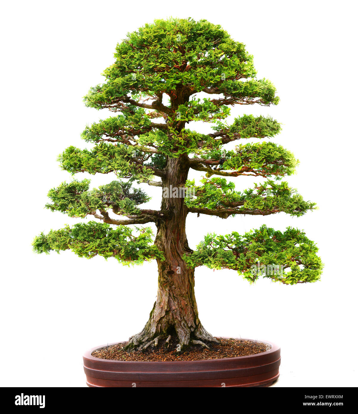 Asian Bonsai tree in a pot isolated on white Stock Photo - Alamy