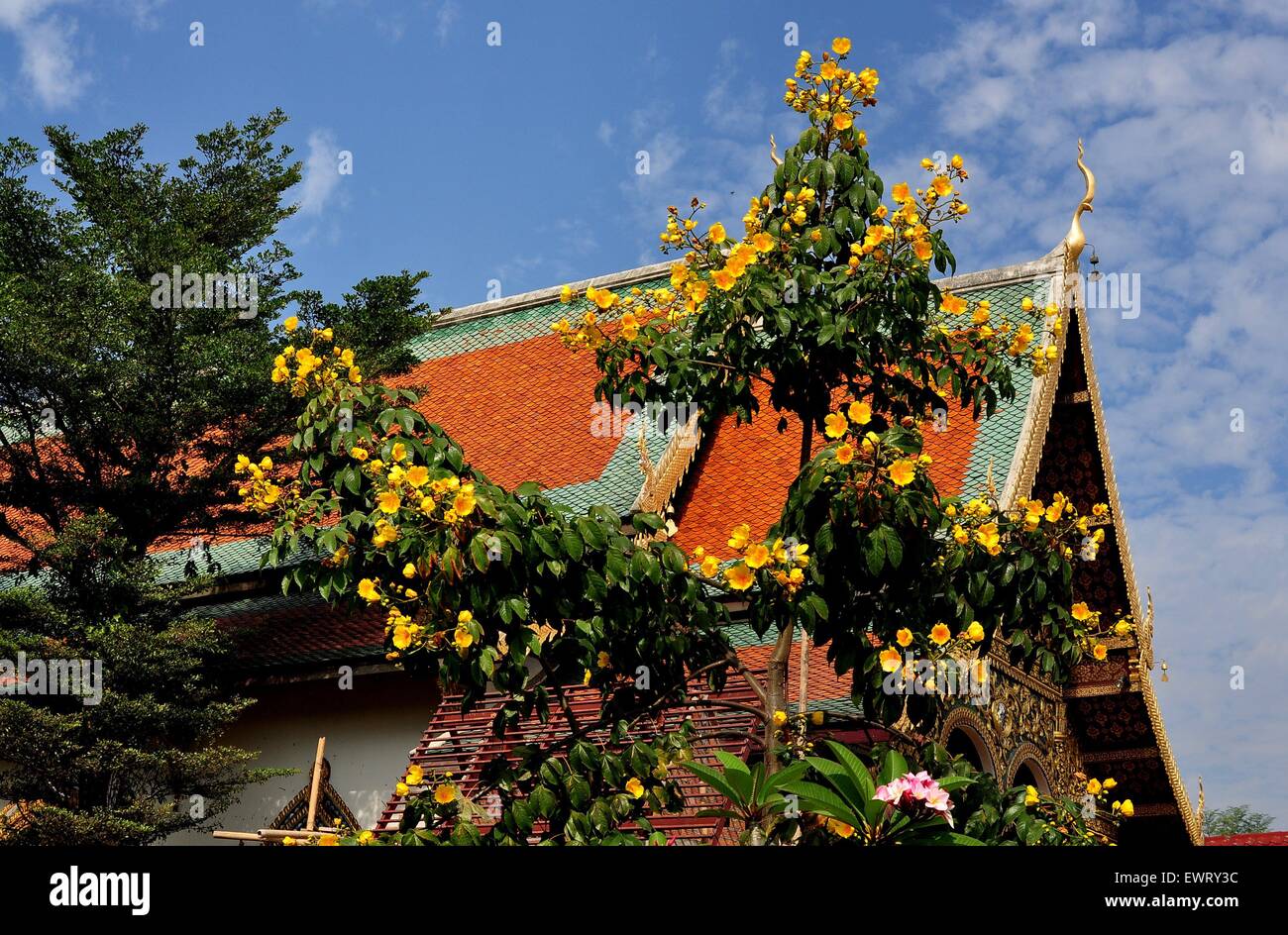 CHIANG MAI, THAILAND: Tree of tropical yellow flowers in front of the ...