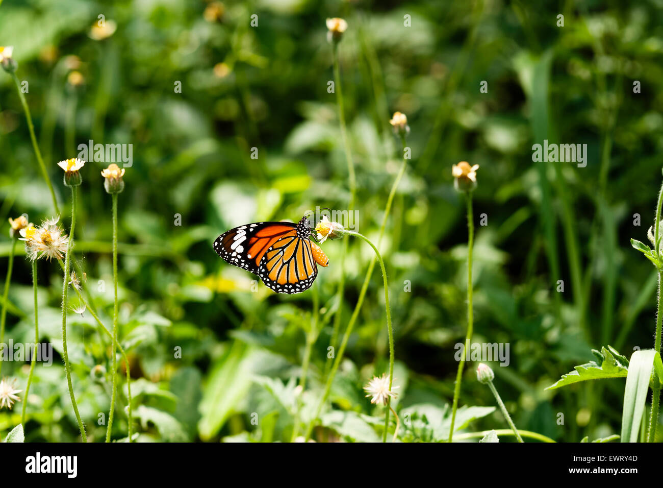 Down flower hi-res stock photography and images - Alamy