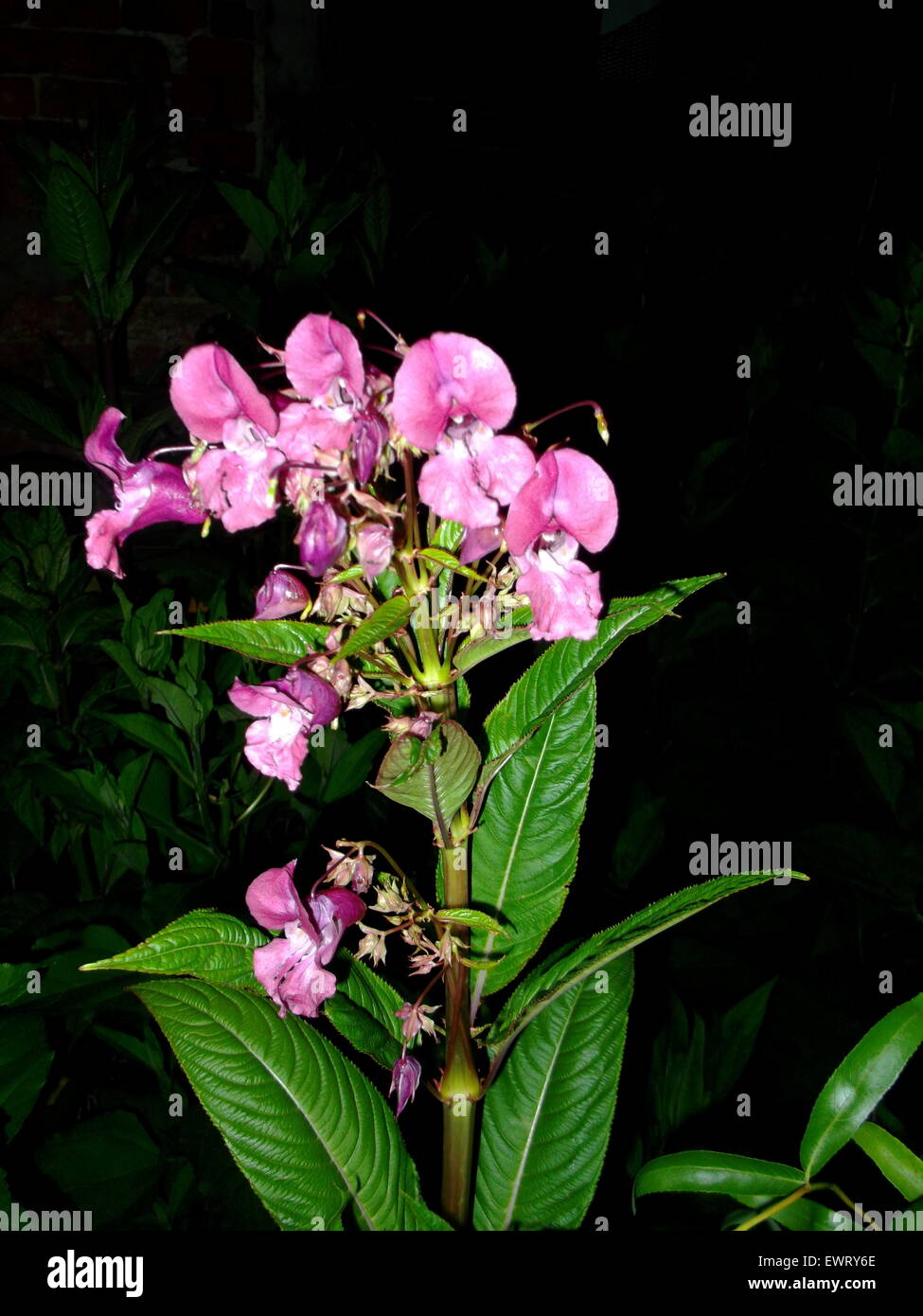 Pink bells hi-res stock photography and images - Alamy