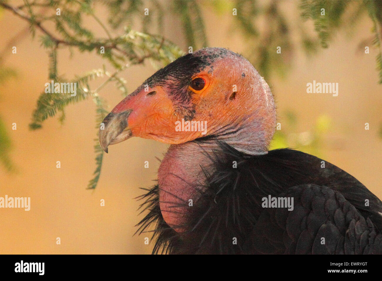 Condor endangered hi-res stock photography and images - Alamy