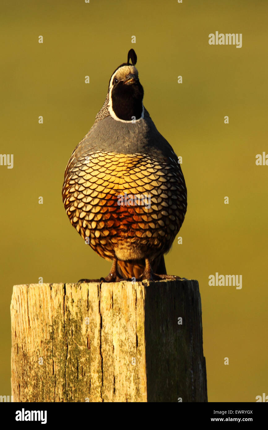 A male California Quail calling at dawn Stock Photo - Alamy