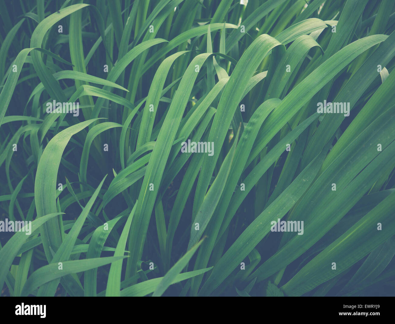 Wetland grass hi-res stock photography and images - Alamy