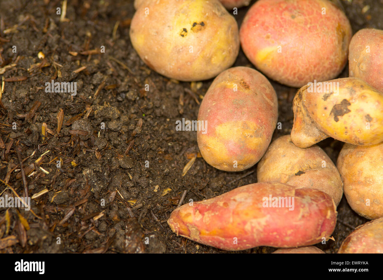 Potatoes lying on ground Stock Photo - Alamy