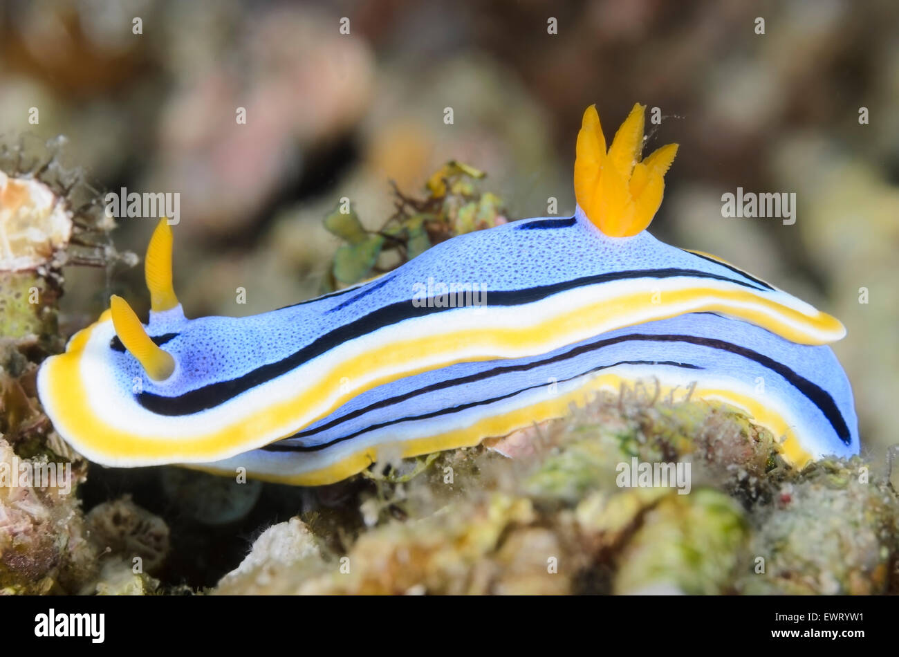 Nudibranch hi-res stock photography and images - Alamy