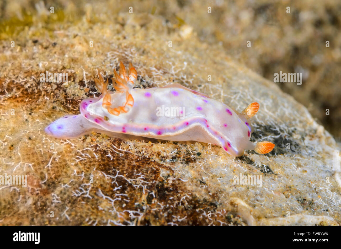 juvenile Spanish dancer sea slug or nudibranch, Hexabranchus lacera ...