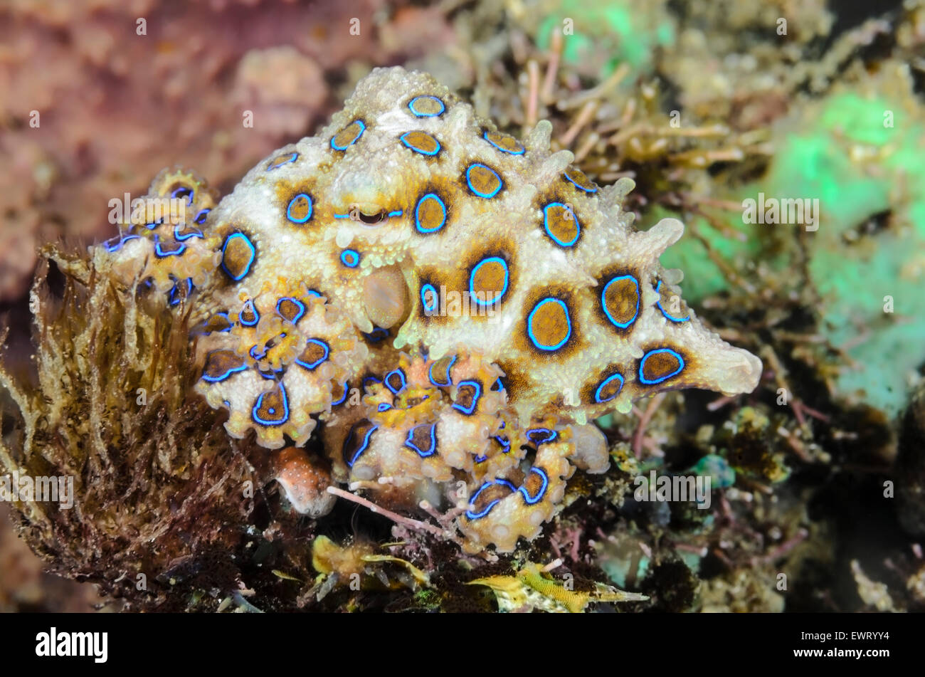 Greater Blue-ringed octopus, Hapalochlaena lunulata, Anilao, Batangas ...