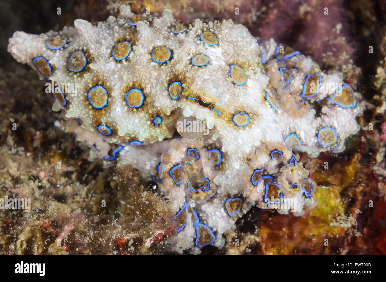 Greater Blue-ringed octopus, Hapalochlaena lunulata, Anilao, Batangas ...