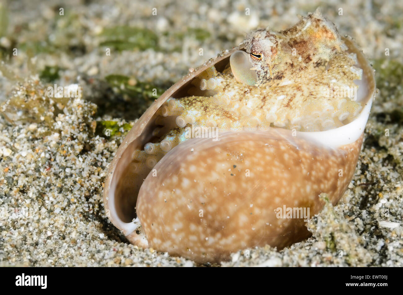 Octopus taking shelter in a bubble shell , Octopus sp. Anilao, Batangas ...
