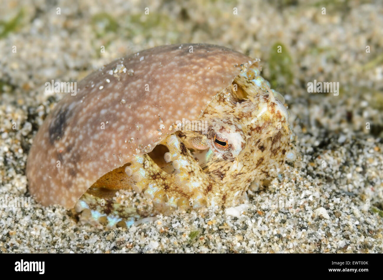 Octopus taking shelter in a bubble shell , Octopus sp. Anilao, Batangas ...