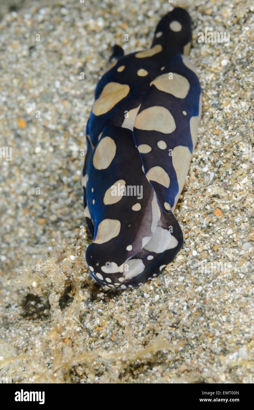 Headshield sea slug, Tubulophilinopsis pilsbryi, Anilao, Batangas ...